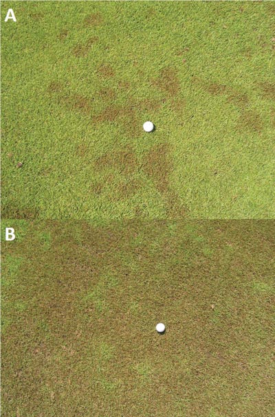 Ink spot on golf course turf - GCMOnline.com