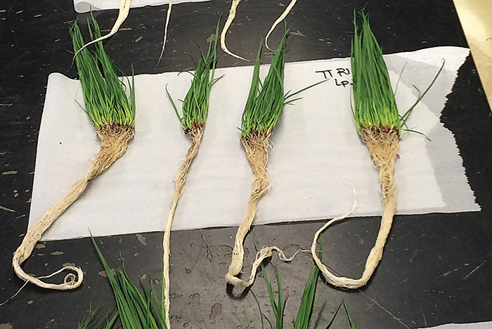 Managing silvery-thread moss in golf course greens - GCMOnline.com