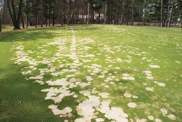 Verdure: Rolling for optimum ultradwarf bermudagrass - GCMOnline.com